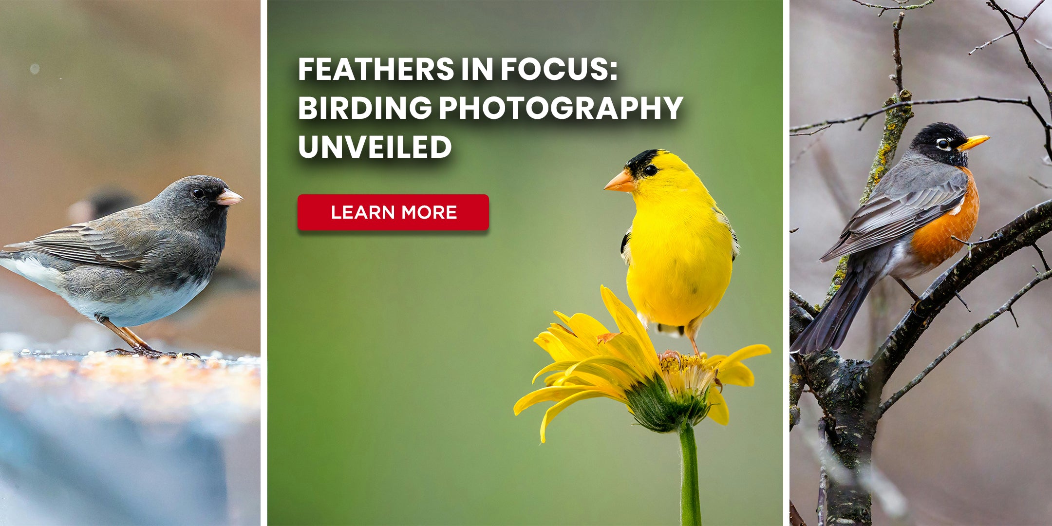 Feathers in Focus: Birding Photography Unveiled